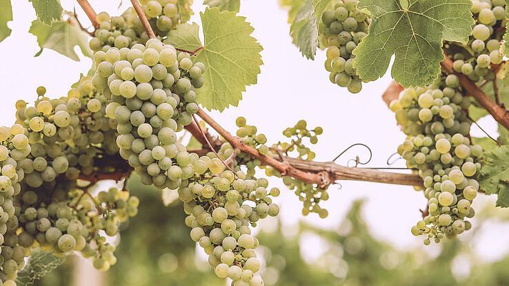 Moscato Guide - De Bortoli Wine | De Bortoli Wines