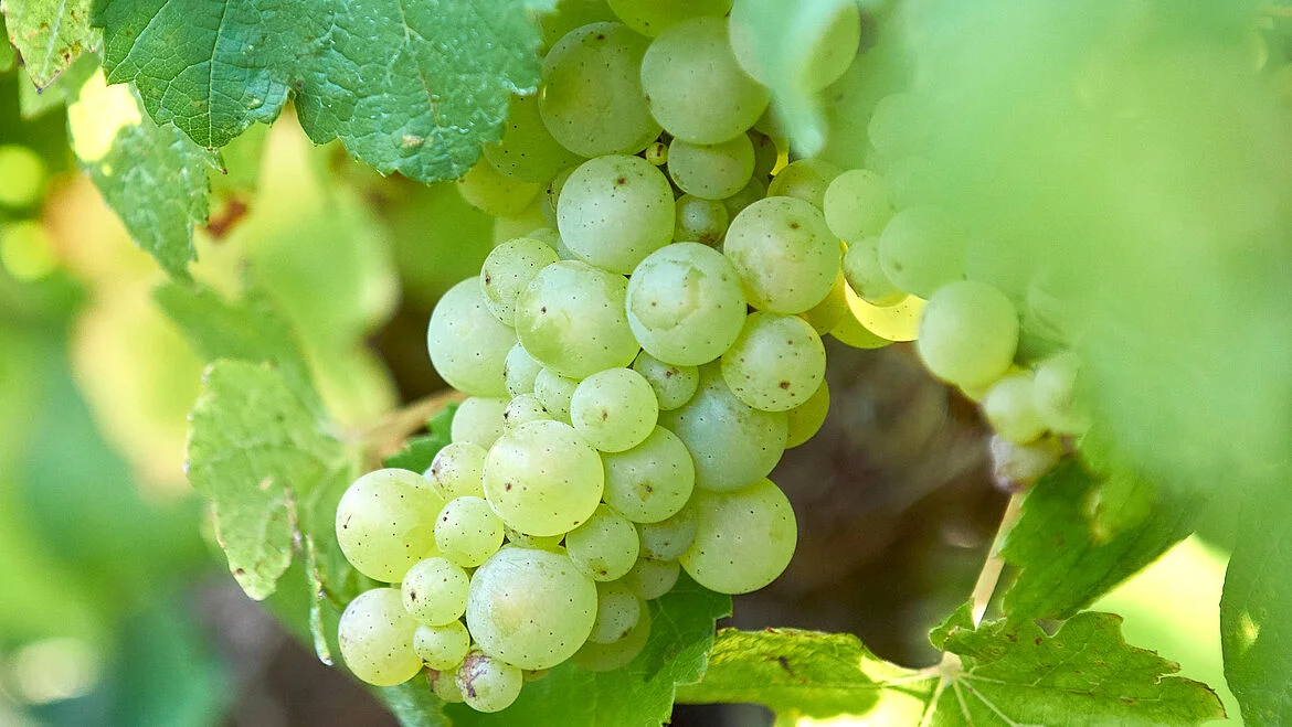 Semillon Guide - De Bortoli Wine | De Bortoli Wines