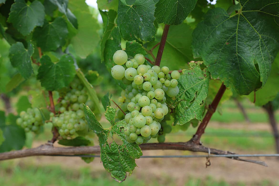 White Wine Guide | De Bortoli Wines