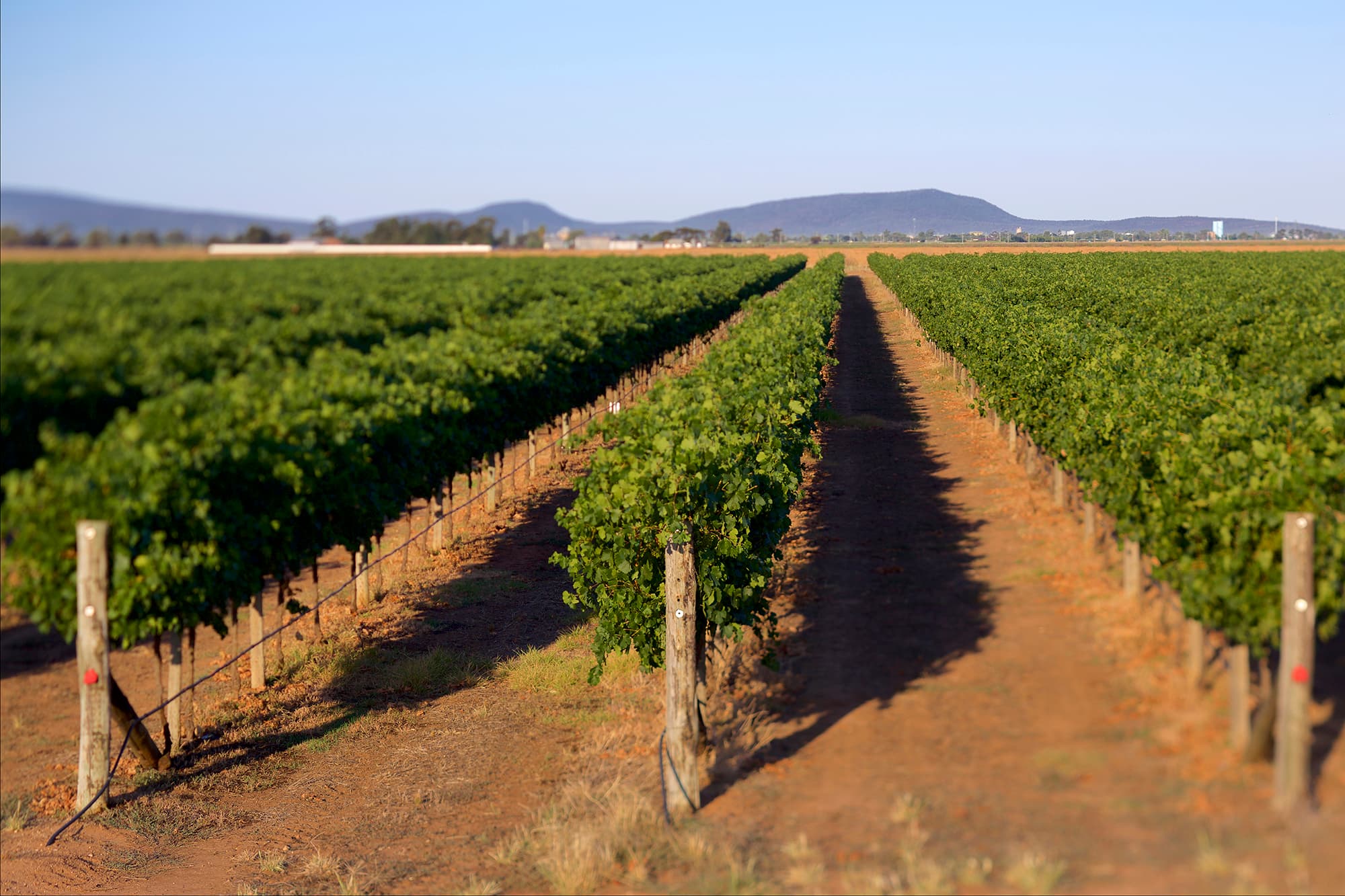 Wine Promotion | De Bortoli Wines